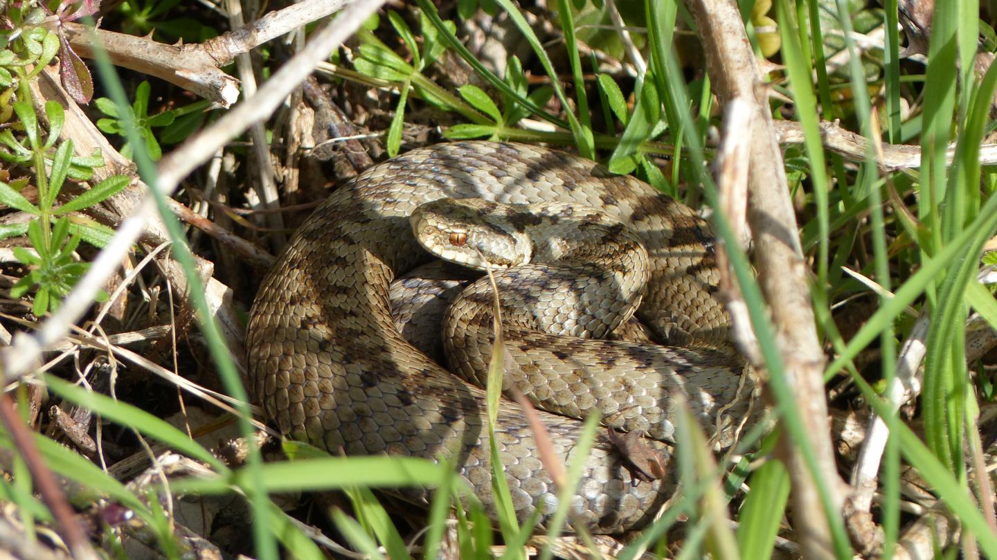 Plan d'actions régional Vipère péliade | Conservatoire d'espaces ...