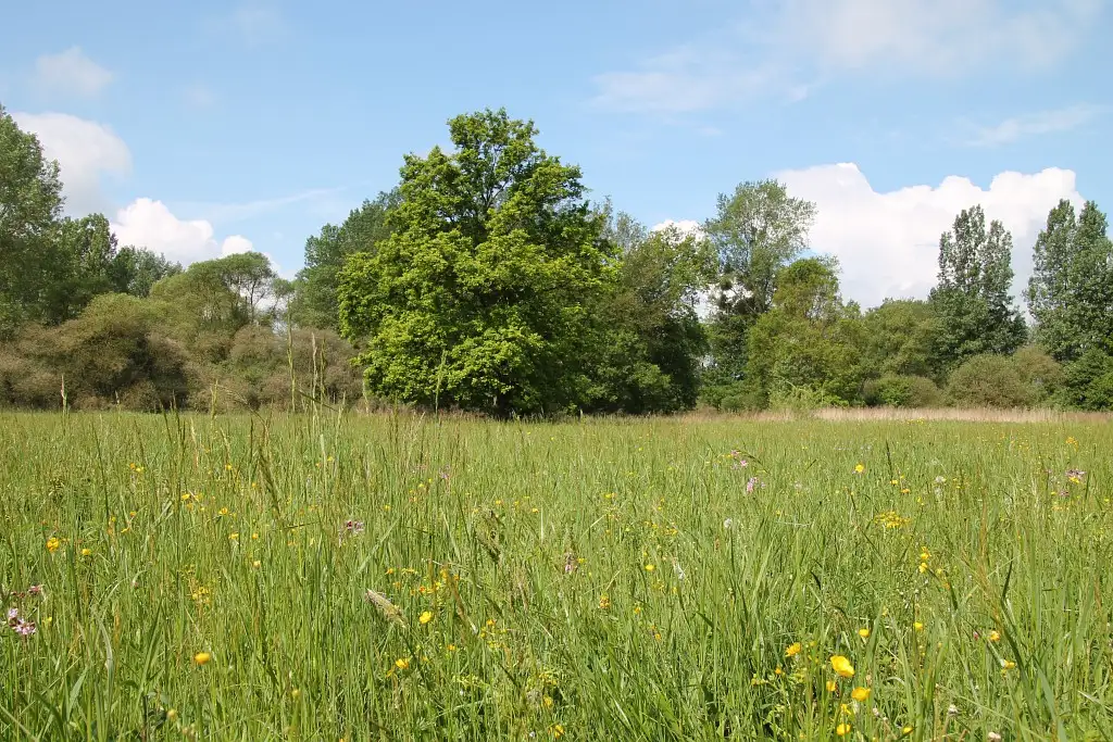 Les Feuillets – Conservatoire d'espaces naturels Hauts-de-France